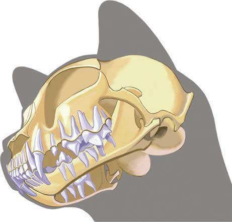 Gebit: Tandhalslaesies of FORL | Katten | Dierenkliniek Ommen