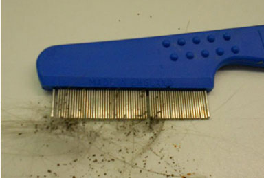 Vlooien | Preventieve zorg | Dierenkliniek Ommen